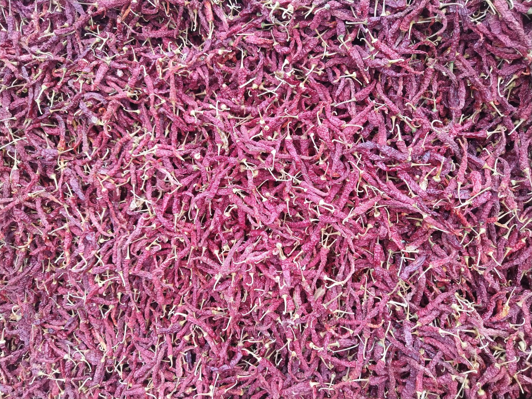 Dry Chili Lab report of Local Byadgi / KDL Second Low variety – Spice Extra