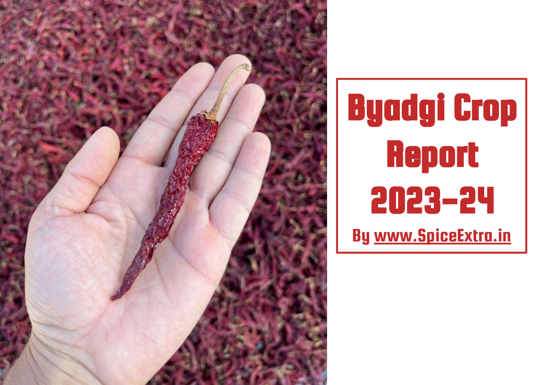 Byadgi Crop Report 2023-24 – Spice Extra